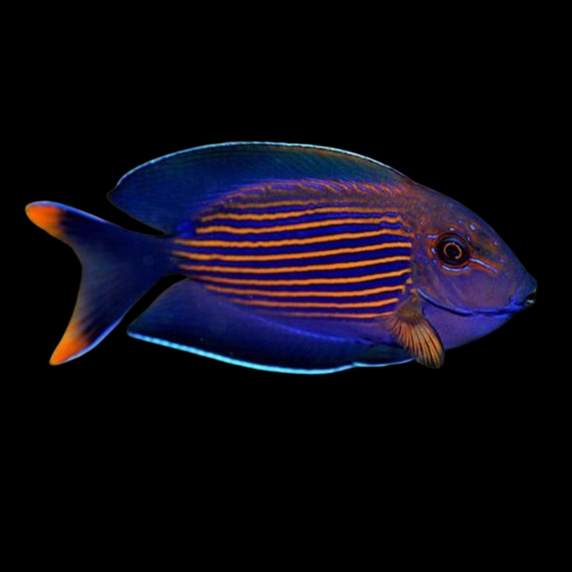 Striped Bristletooth Tang Silver Spot Bristletooth Tang Abyss Aquatics