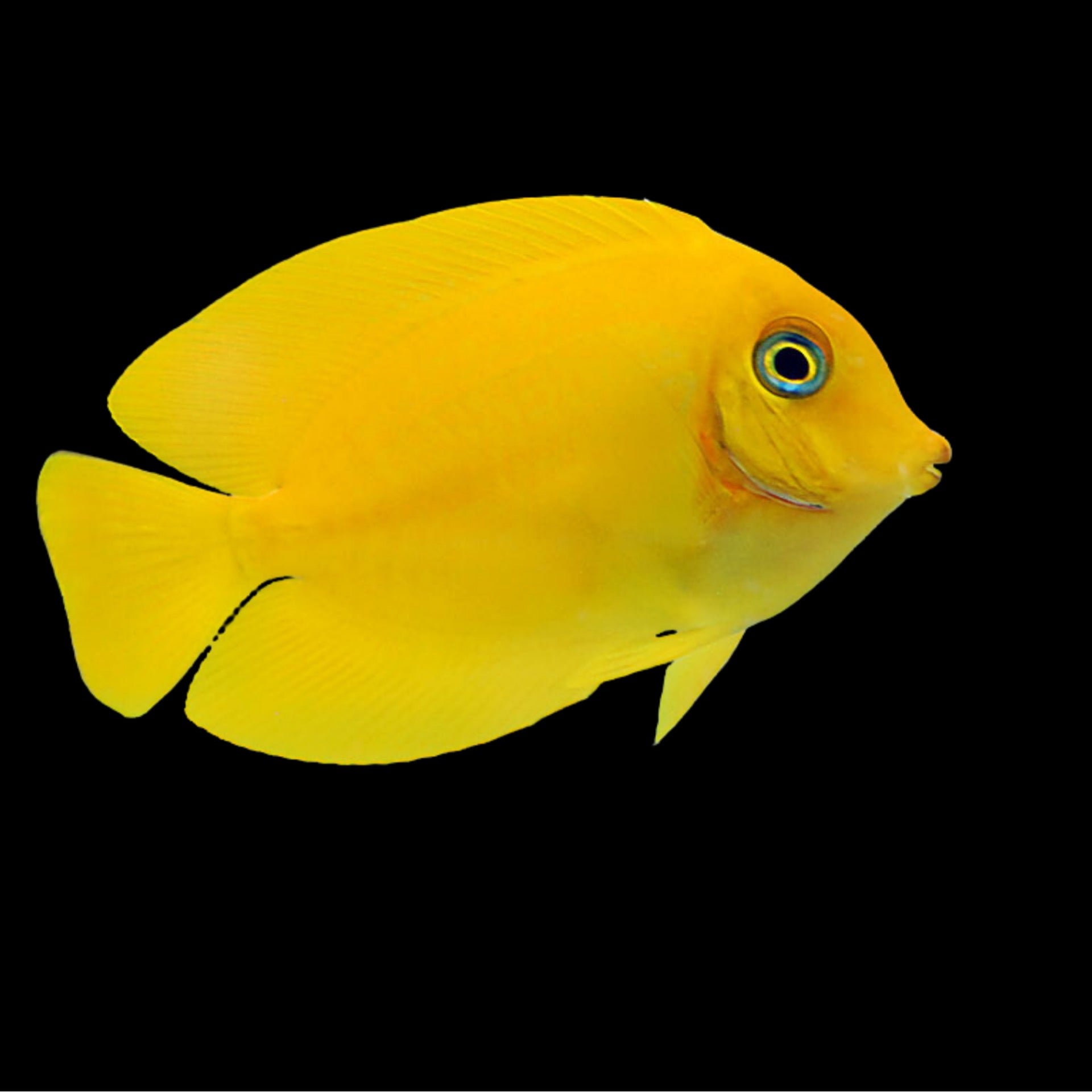 yellow tangs uk