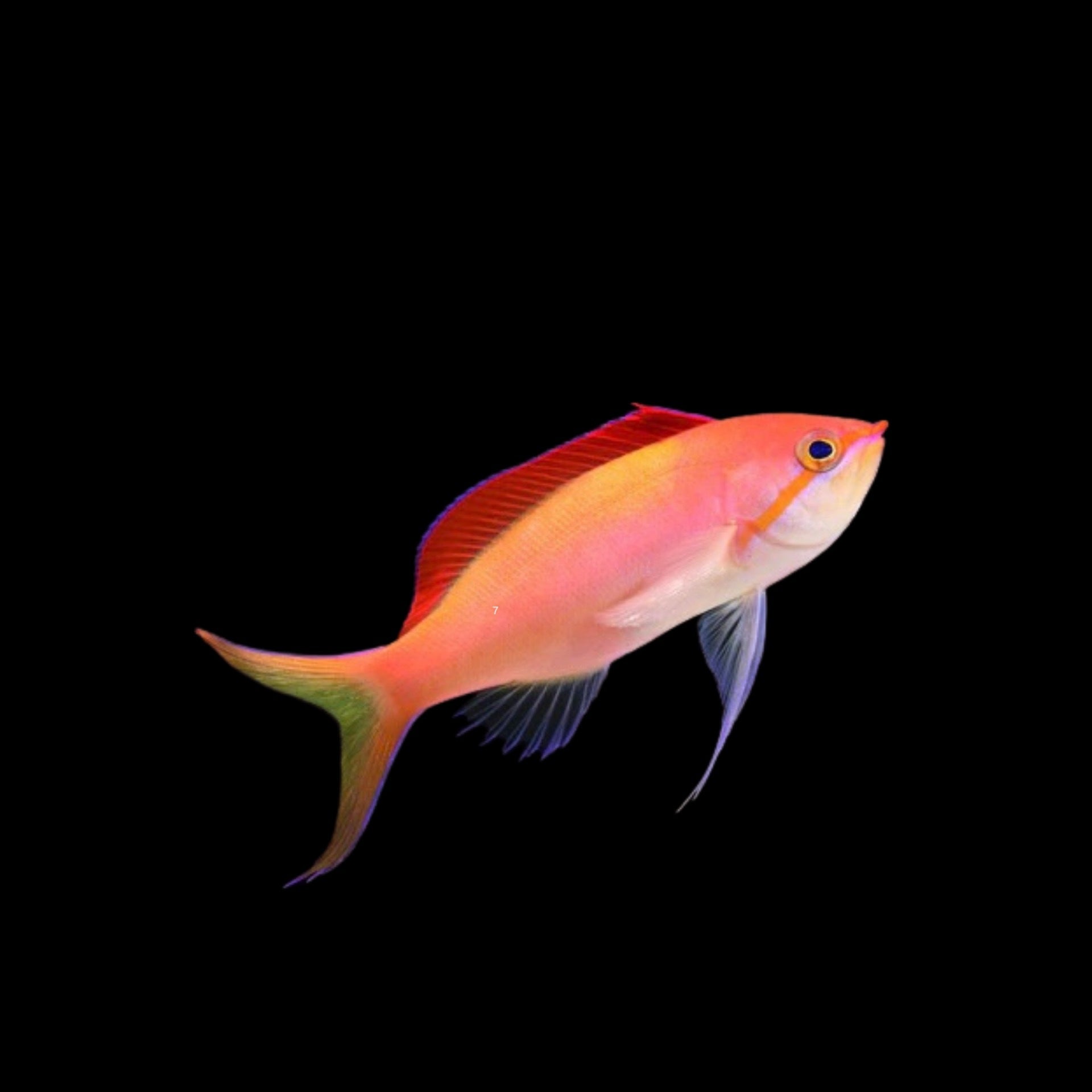 Dispar Anthias | The Fish Store