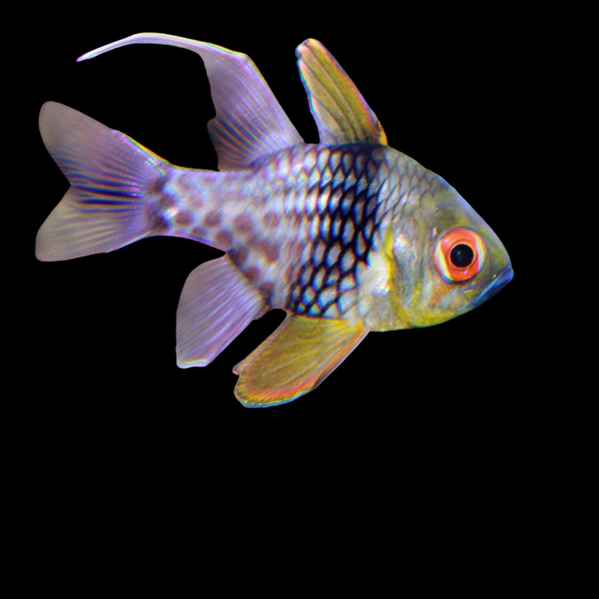 Pj Cardinal | The Fish Store