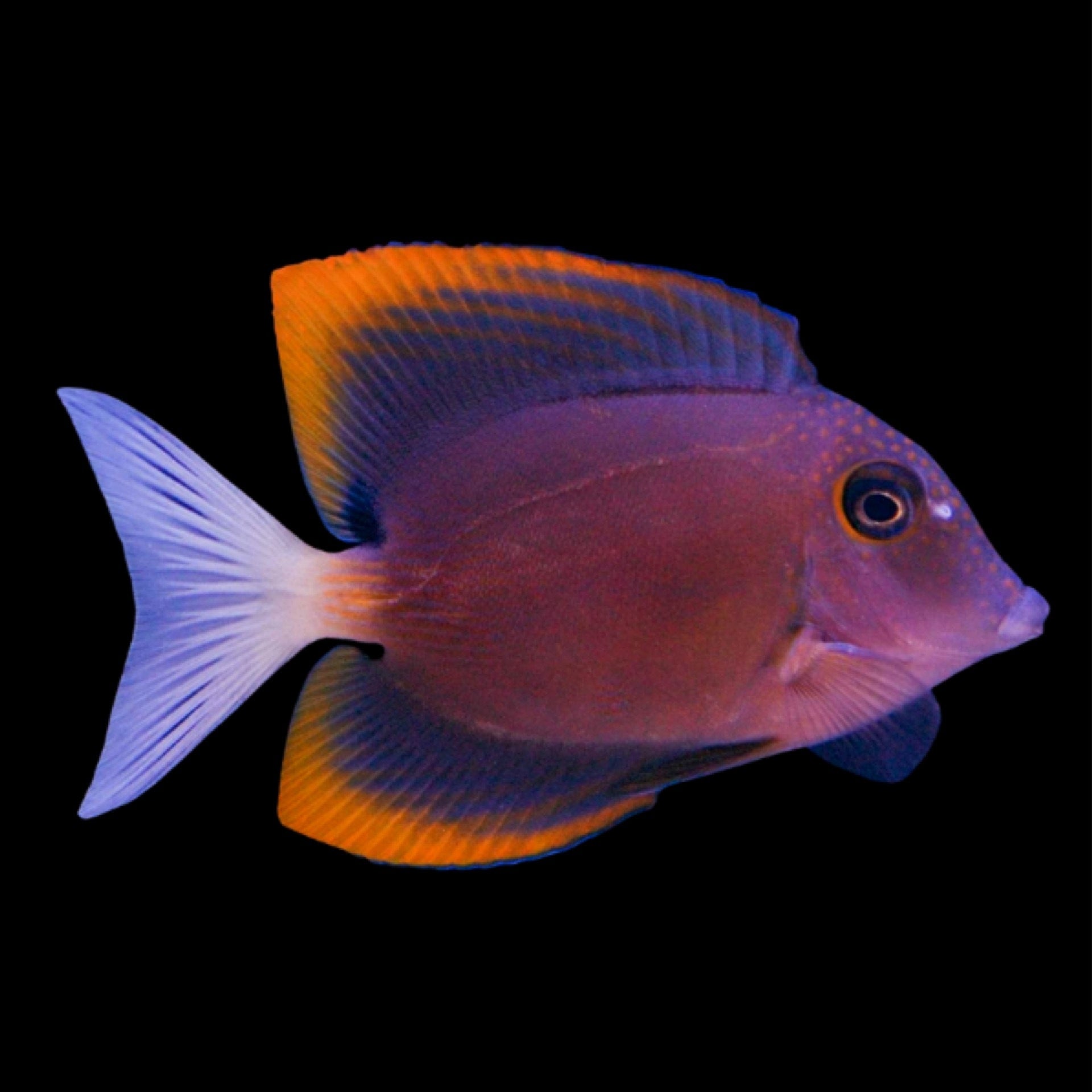 Tomini Tang | The Fish Store