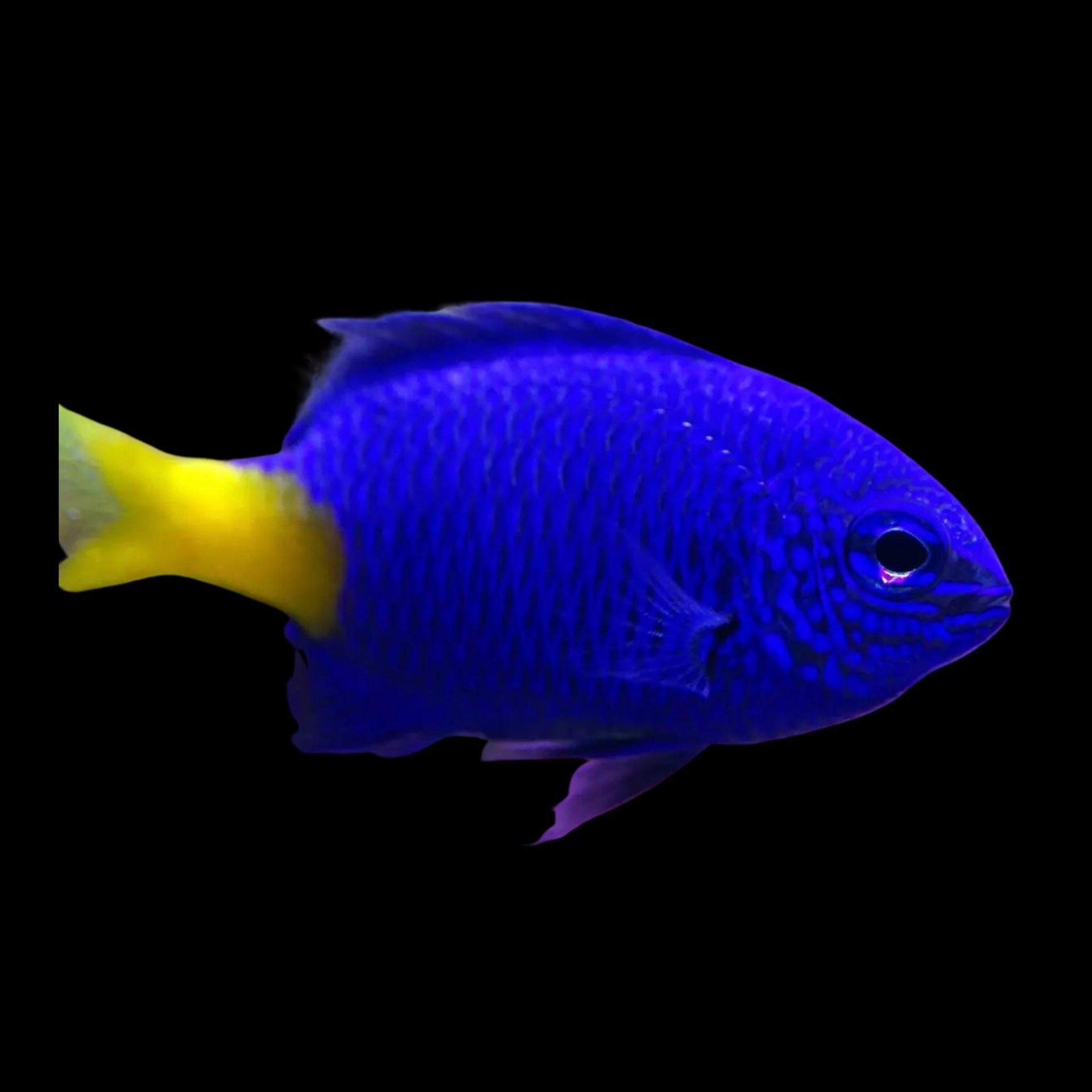 Yellow Tail Springer Damselfish | The Fish Store