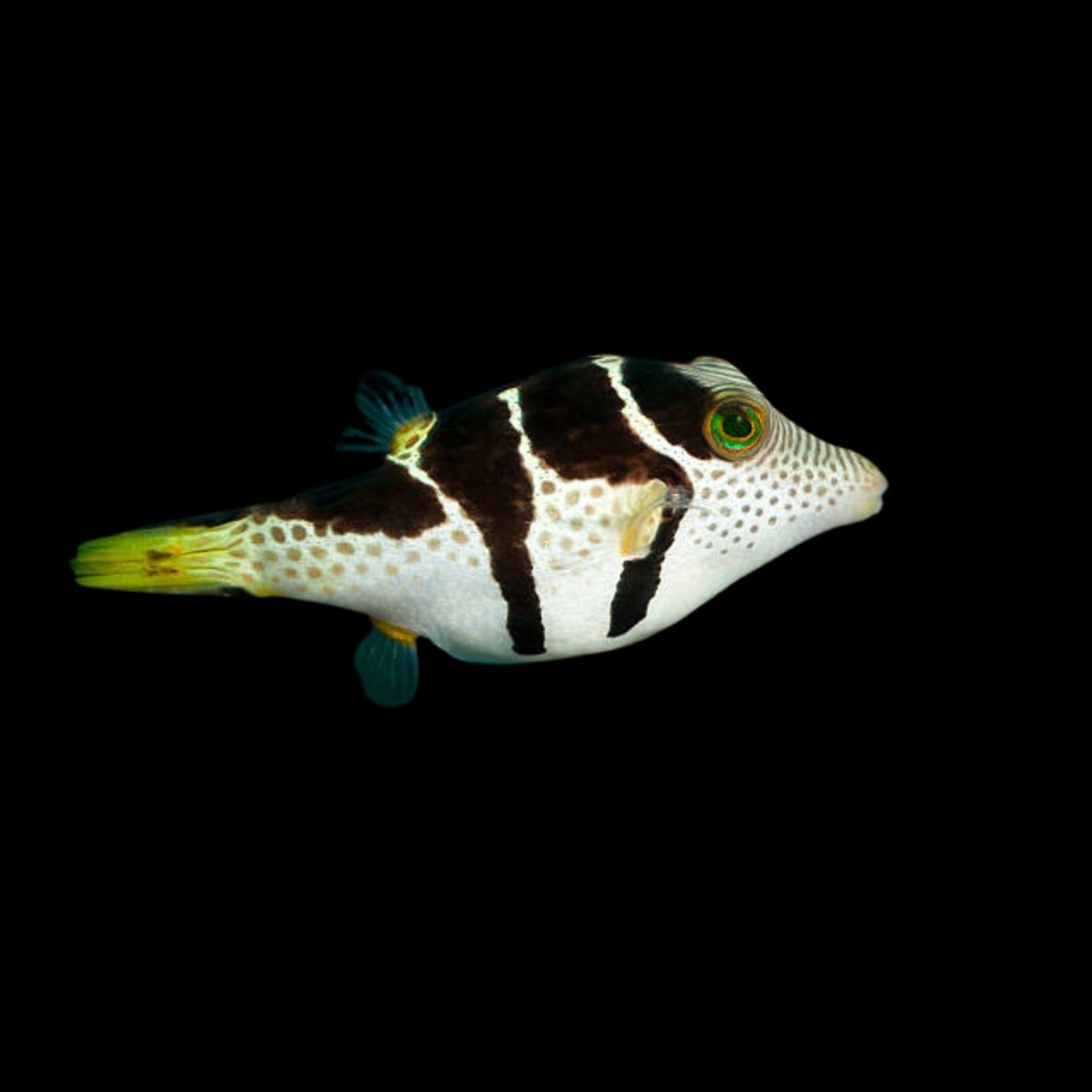 Valentini Puffer | The Fish Store