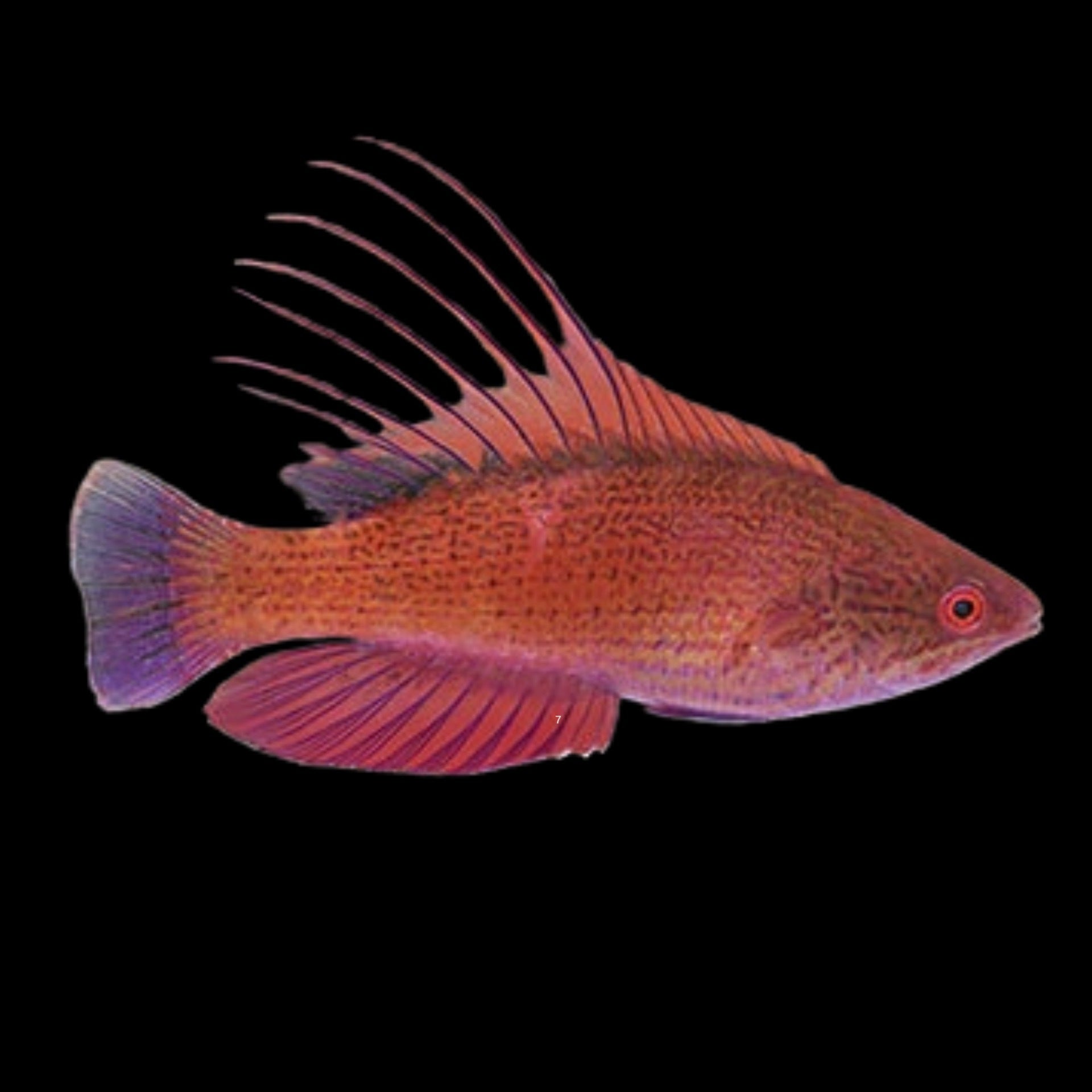 Royal Flasher Wrasse | The Fish Store